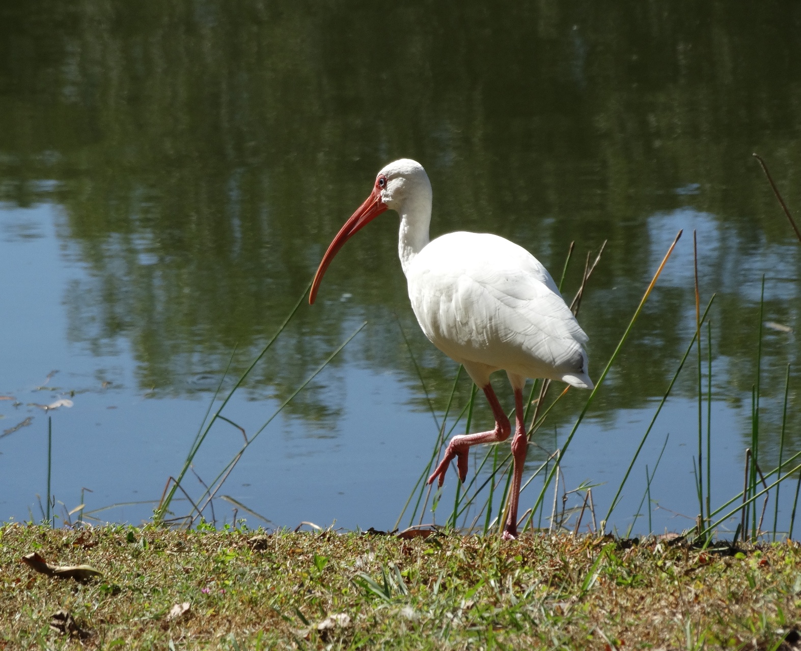 other birds – wordy bird